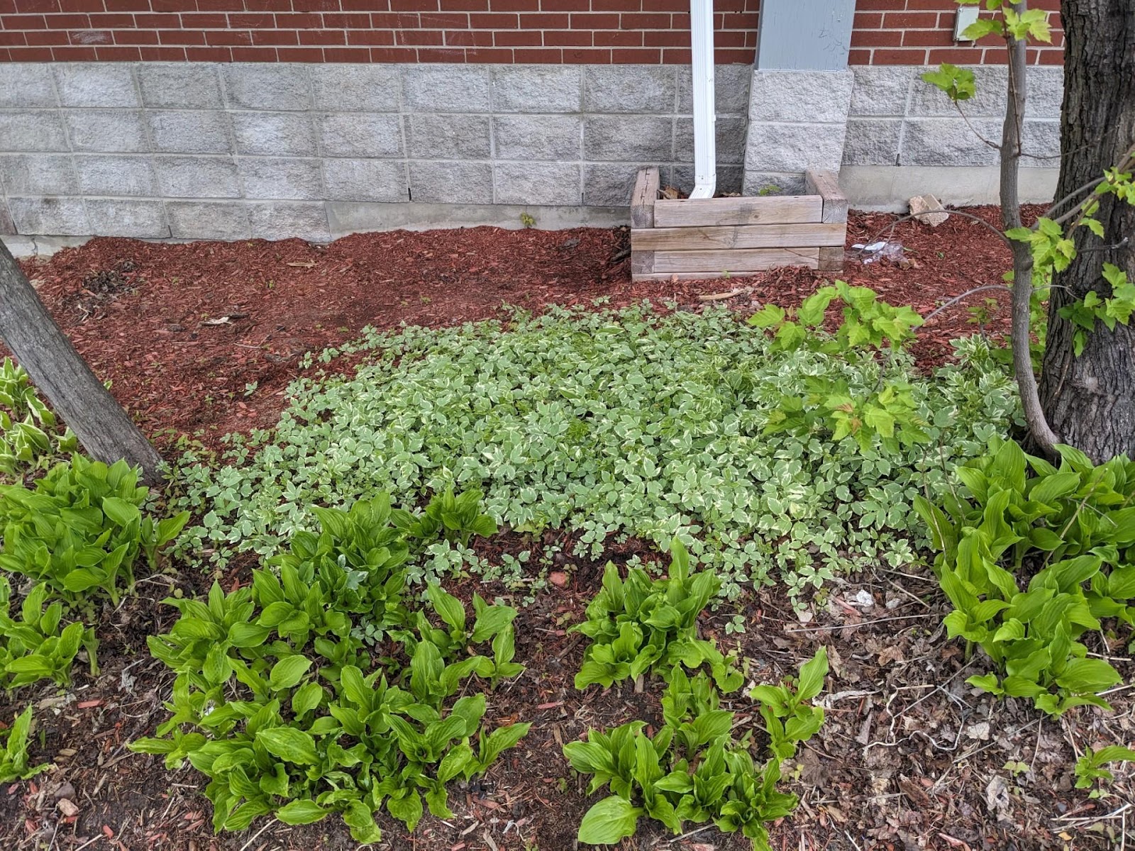 Invasive Plants and Your Garden - Convent Glen Orléans Wood